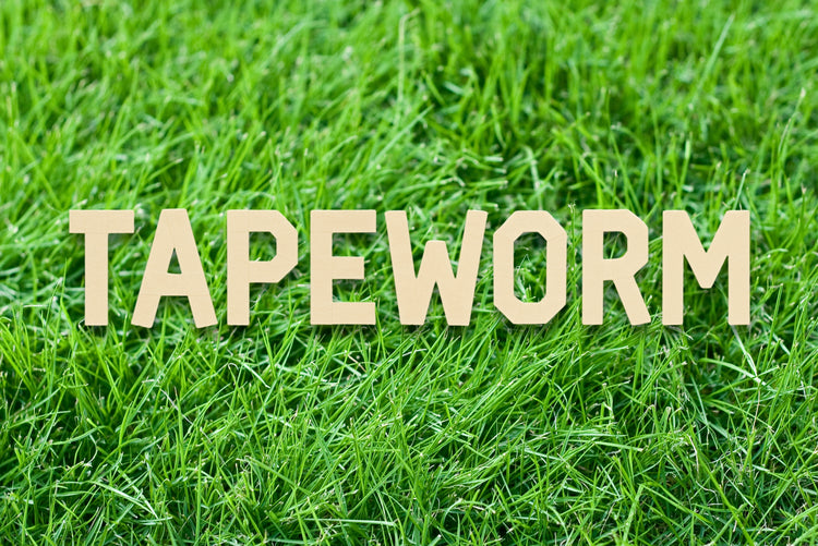 The Tail of the Tapeworm – Avian Empire