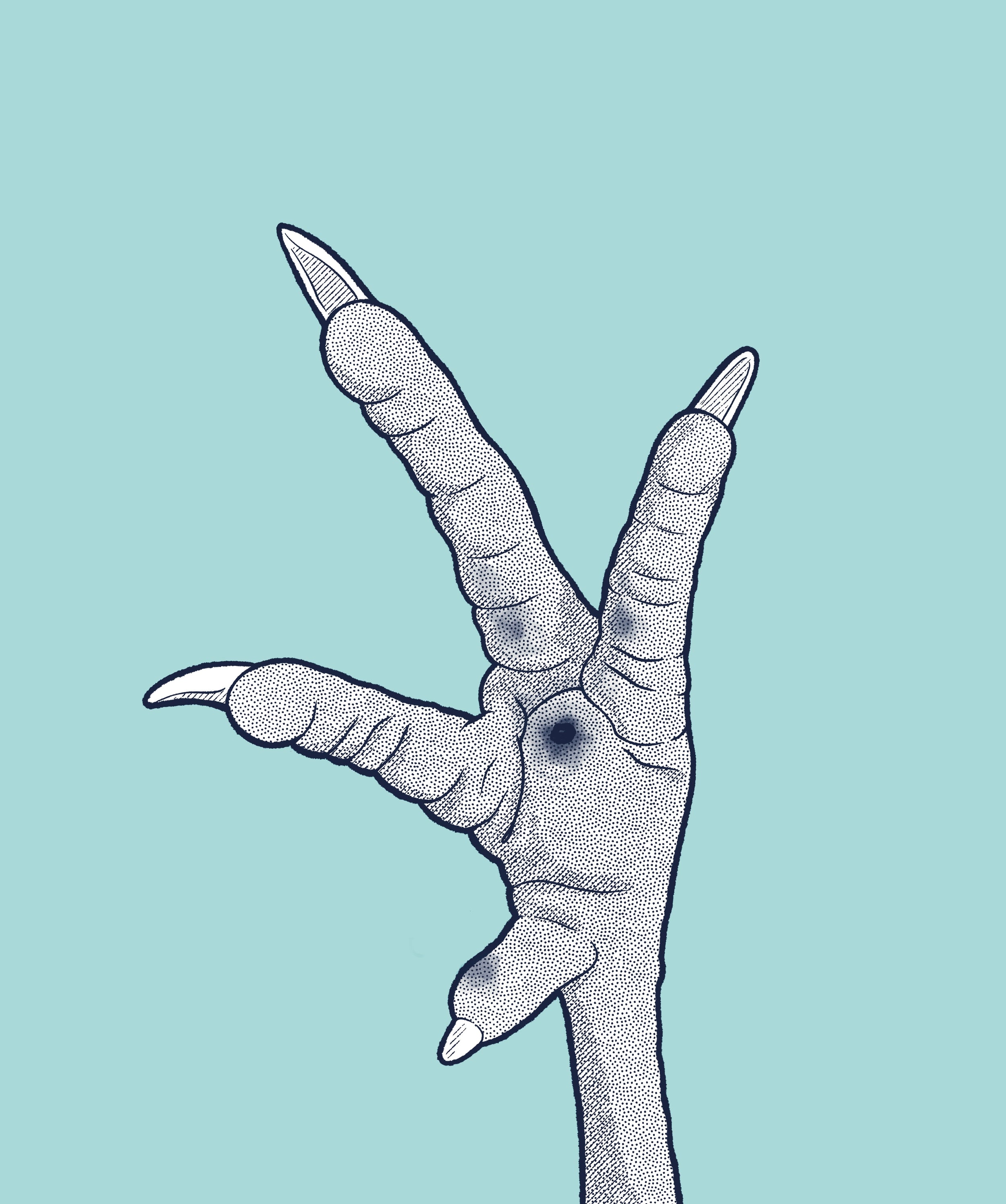 Bumble foot – Avian Empire