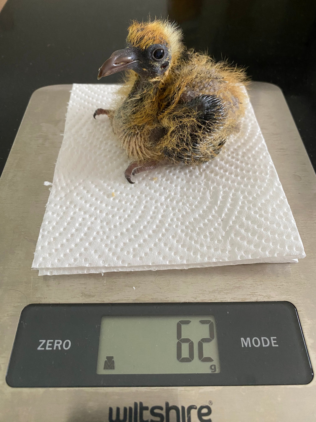 Baby pigeon hand rearing guide – Avian Empire